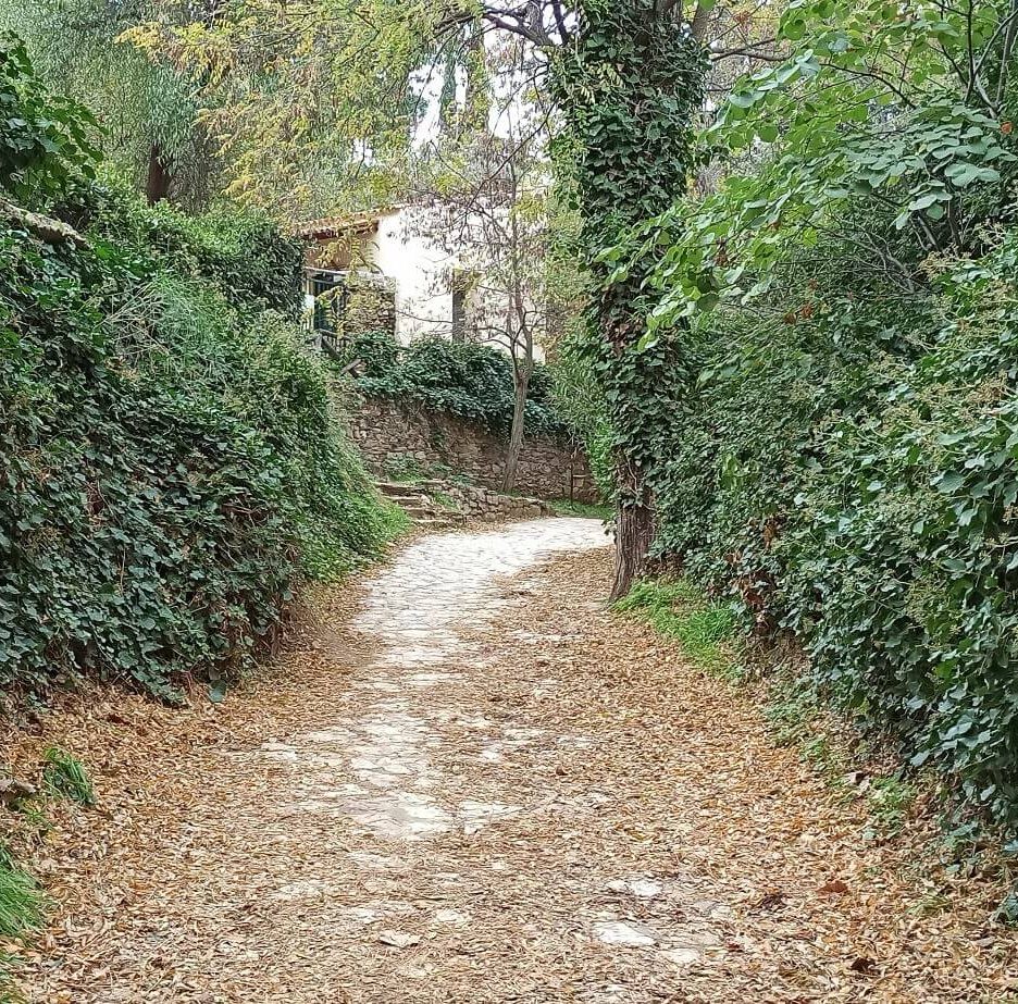 Εκδρομή στην Καταπράσινη Καισαριανή και το Αισθητικό Δάσος Υμηττού ...